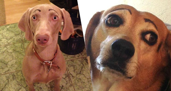 CEJAS-PERROS | Es la Moda