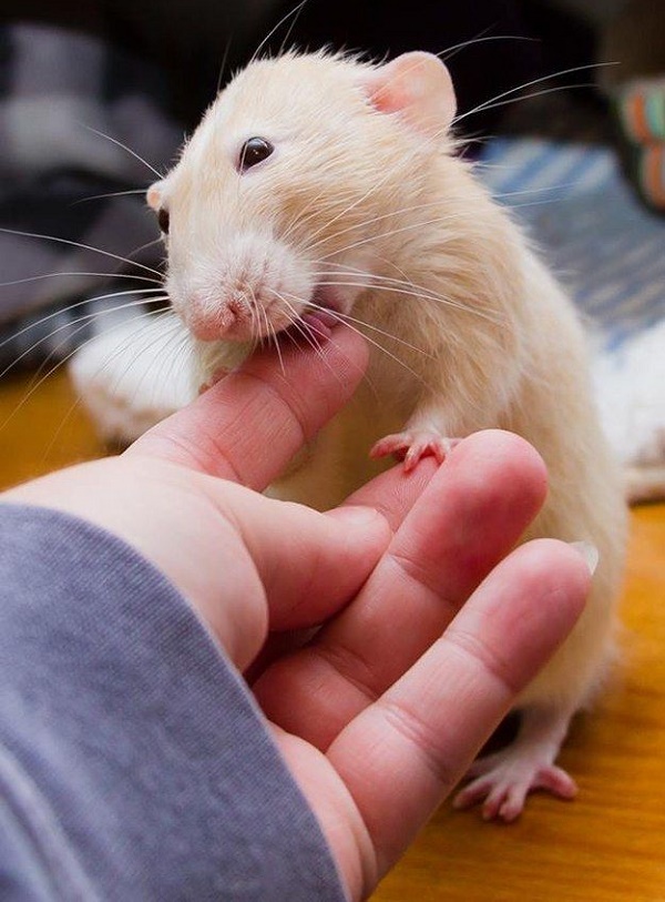 10 Hermosos datos que harán que veas a las Ratas con ojos de amor | Es ...