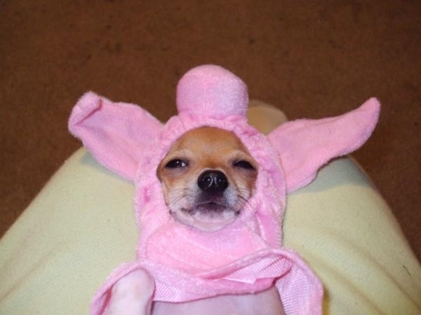 Convierte a tu perro en el mini cerdito que siempre has deseado | Es la ...