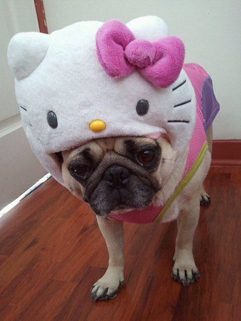 pug kitty | Es la Moda