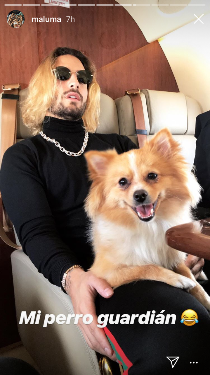 Maluma ya tiene el mismo color de cabello que su perro chihuahua | Es ...