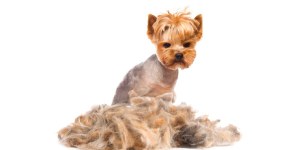 Consecuencias de rapar a tu perro | Es la Moda